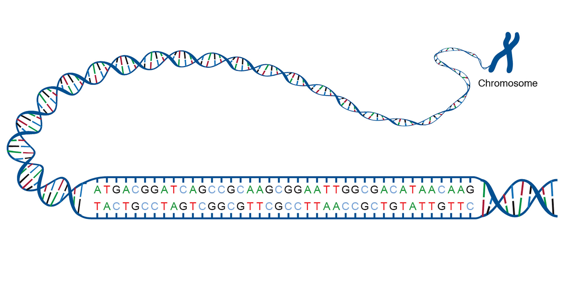 Dna Base Nitrogenada DNA: Estrutura E Replicação | Biologia Celular,