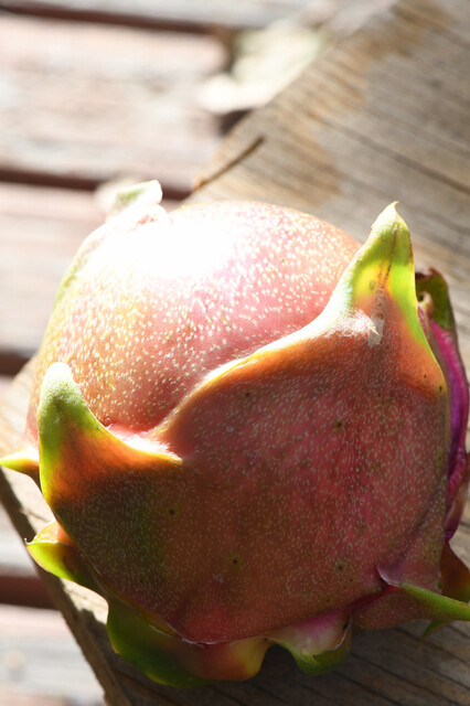 Pitaya Wikipedia Kirin Fruit Versus Dragon Fruit: The Lowdown On