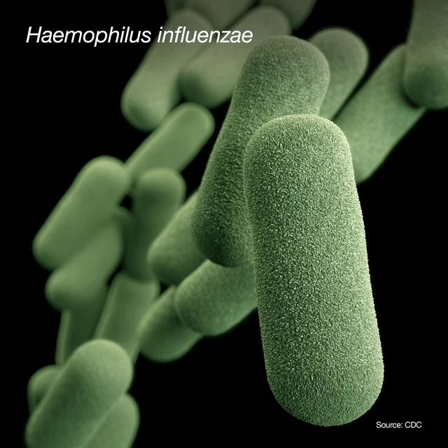 Haemophilus Influenzae Tipo B Haemophilus Influenzae (Hib) History