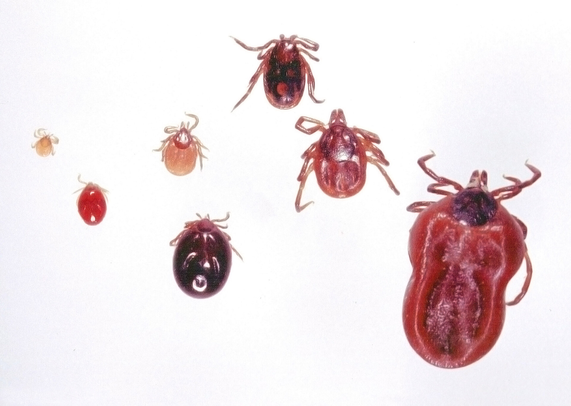 Dermacentor Variabilis Life Cycle