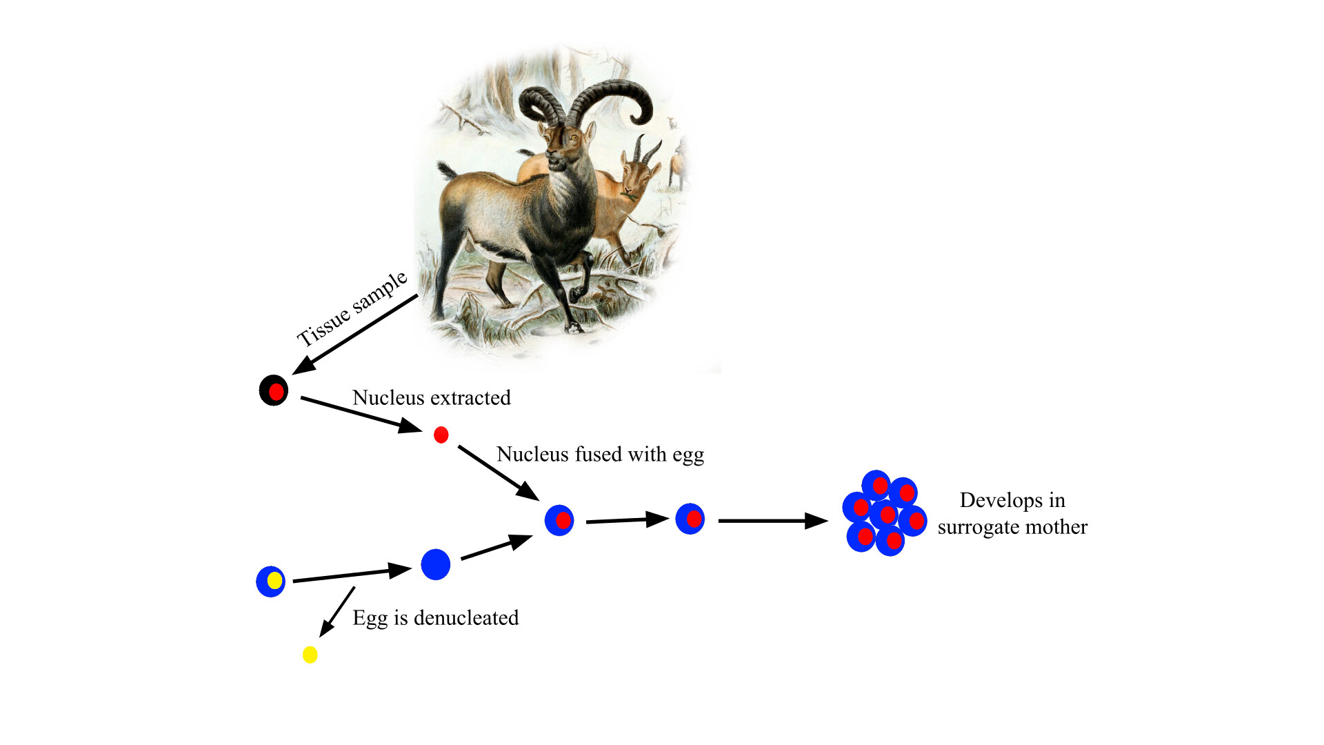 Cloning Artificial Species Game Changer.' Scientists Are Genetically