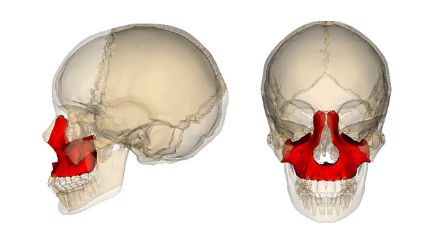 Maxillary Bones Maxilla Facts For Kids | AstroSafe Search