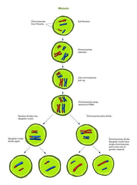 Meiosis Diagram Labeled Meiosis | Definition, Process, Stages,