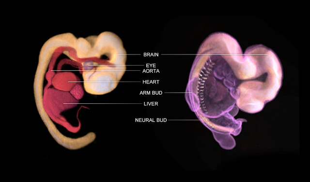 Organogenesis Weeks