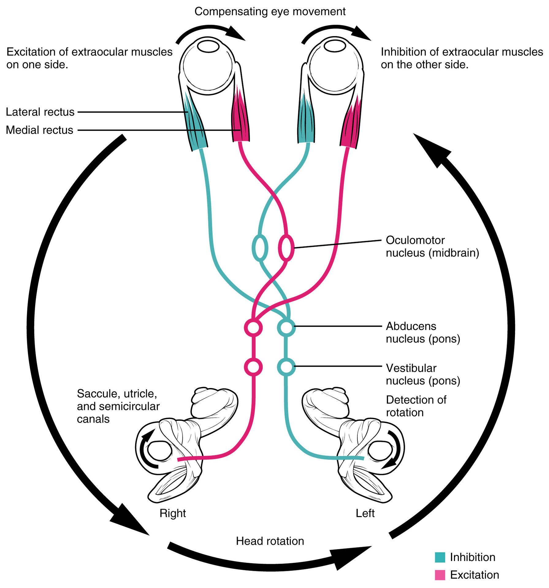 Spinal Sensory Pathways