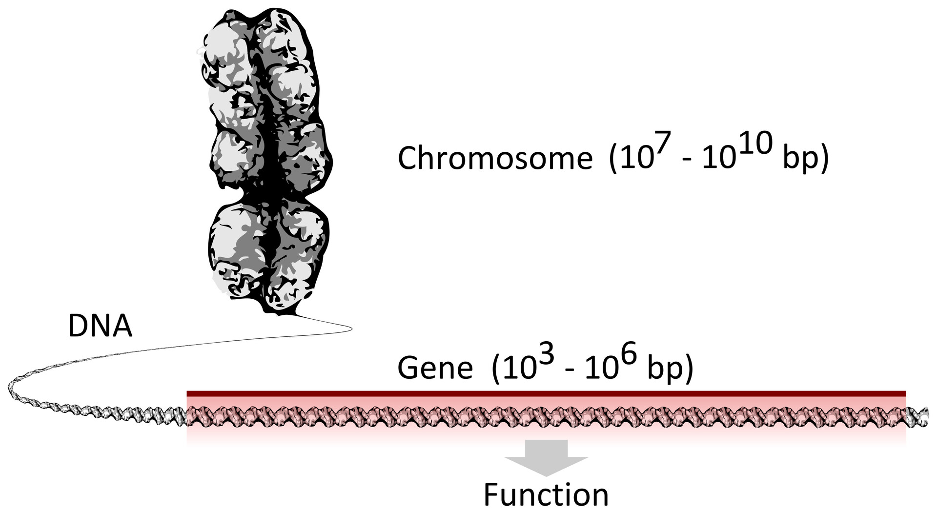 Xo Karyotype Frontiers | Diptera And Drosophila Karyotype Databases: A