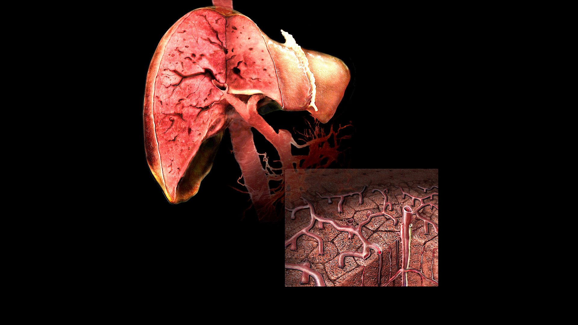 Smooth Muscle Ab Screen