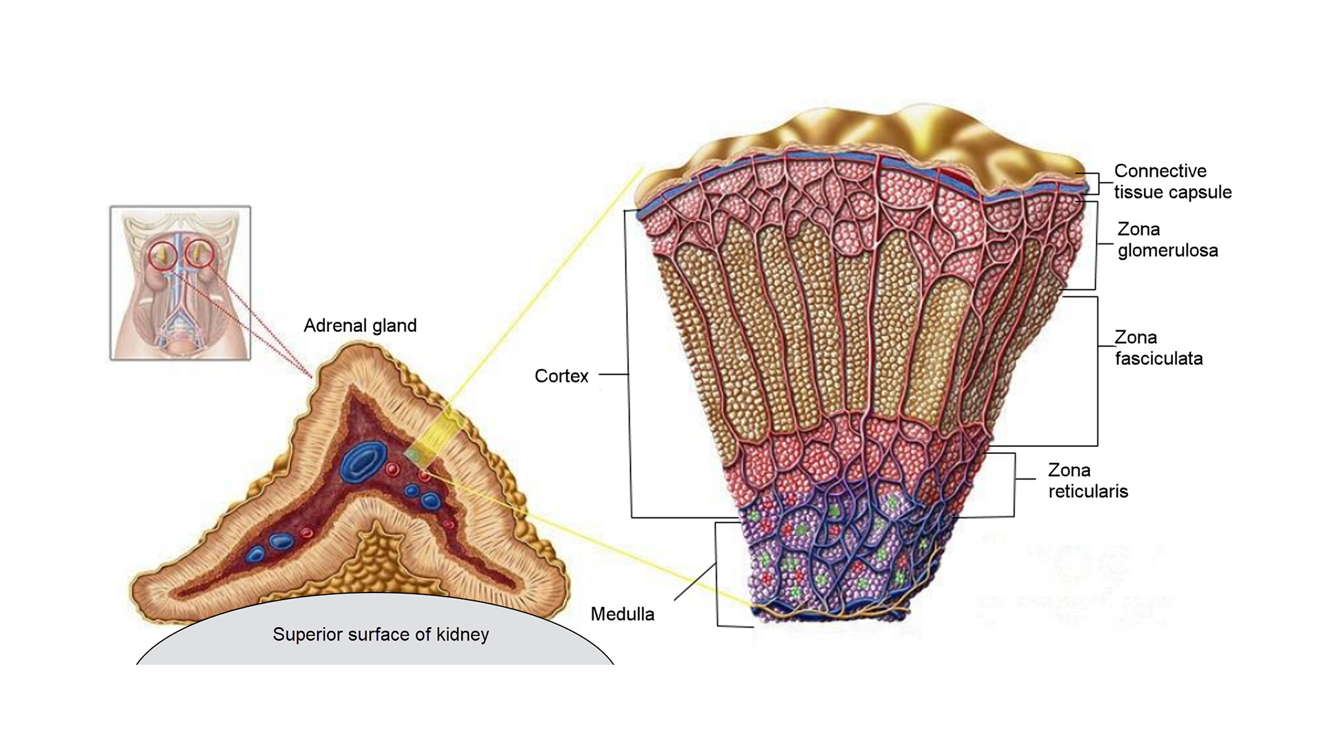 Congenital Adrenal Hyperplasia 21 Hydroxylase Deficiency