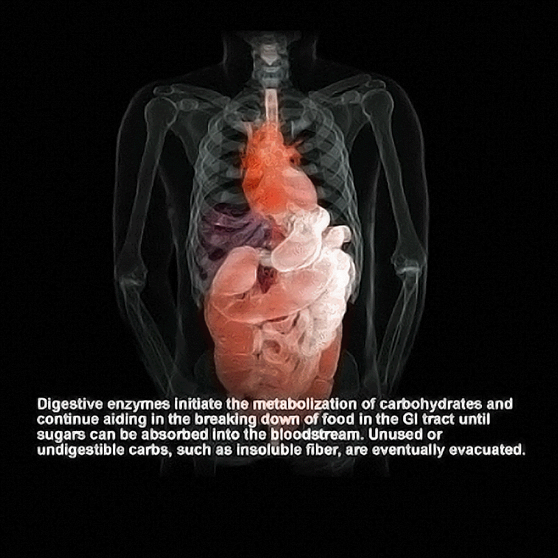 Digestive System Animation Gif 🚶♂ What Happens When Digestion