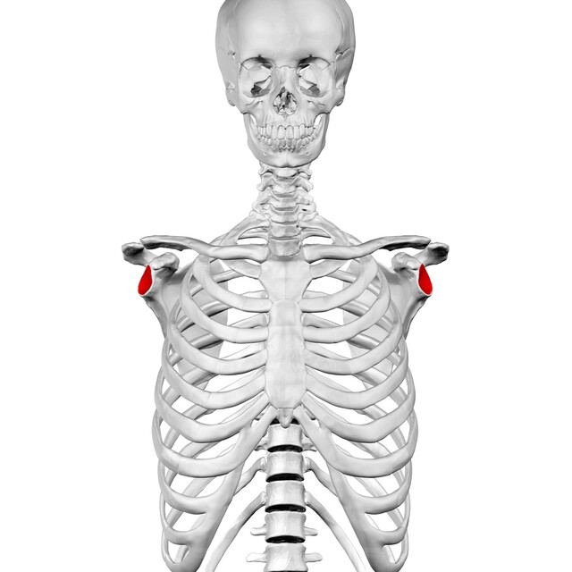 Glenoid Cavity Of Scapula