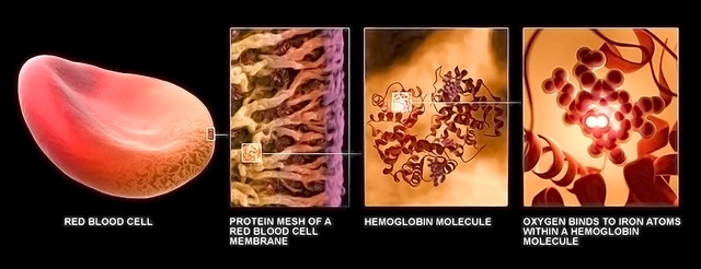 Adaptations Of Red Blood Cells