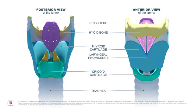 Laryngeal Prominence Level
