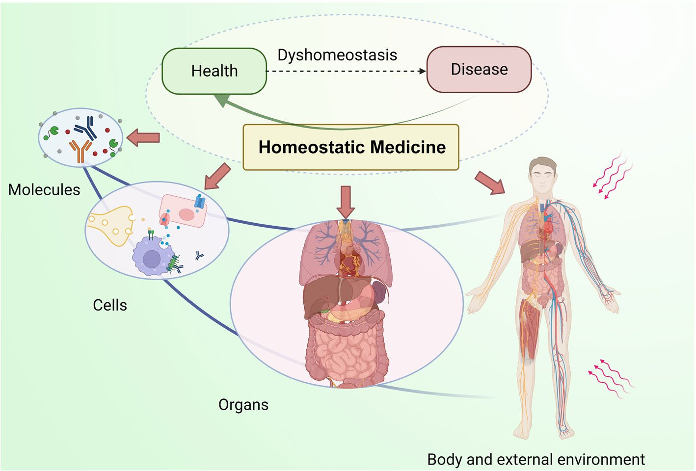 Homeostasis Definition Anatomy