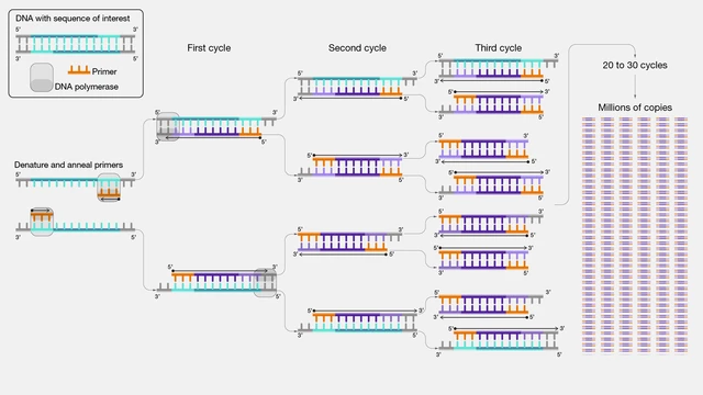 Polymerase Chain Reaction Simple DNA Amplification And Polymerase