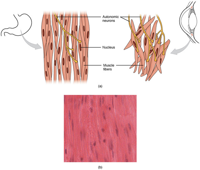 Smooth Muscle Ab Screen