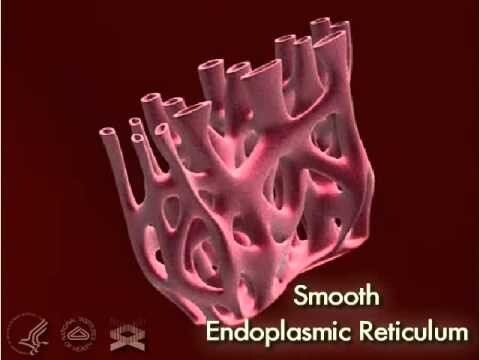 Rough Smooth Endoplasmic