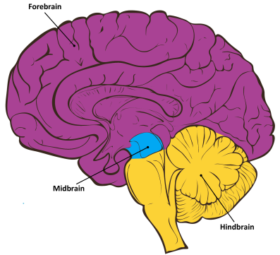 Midbrain Diagram Blank