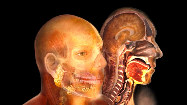 Throat Bone Human Nasal Cavity Throat Larynx Model Anatomical Model