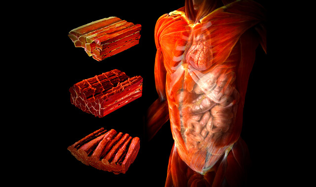 Muscle Fibers In Real Life