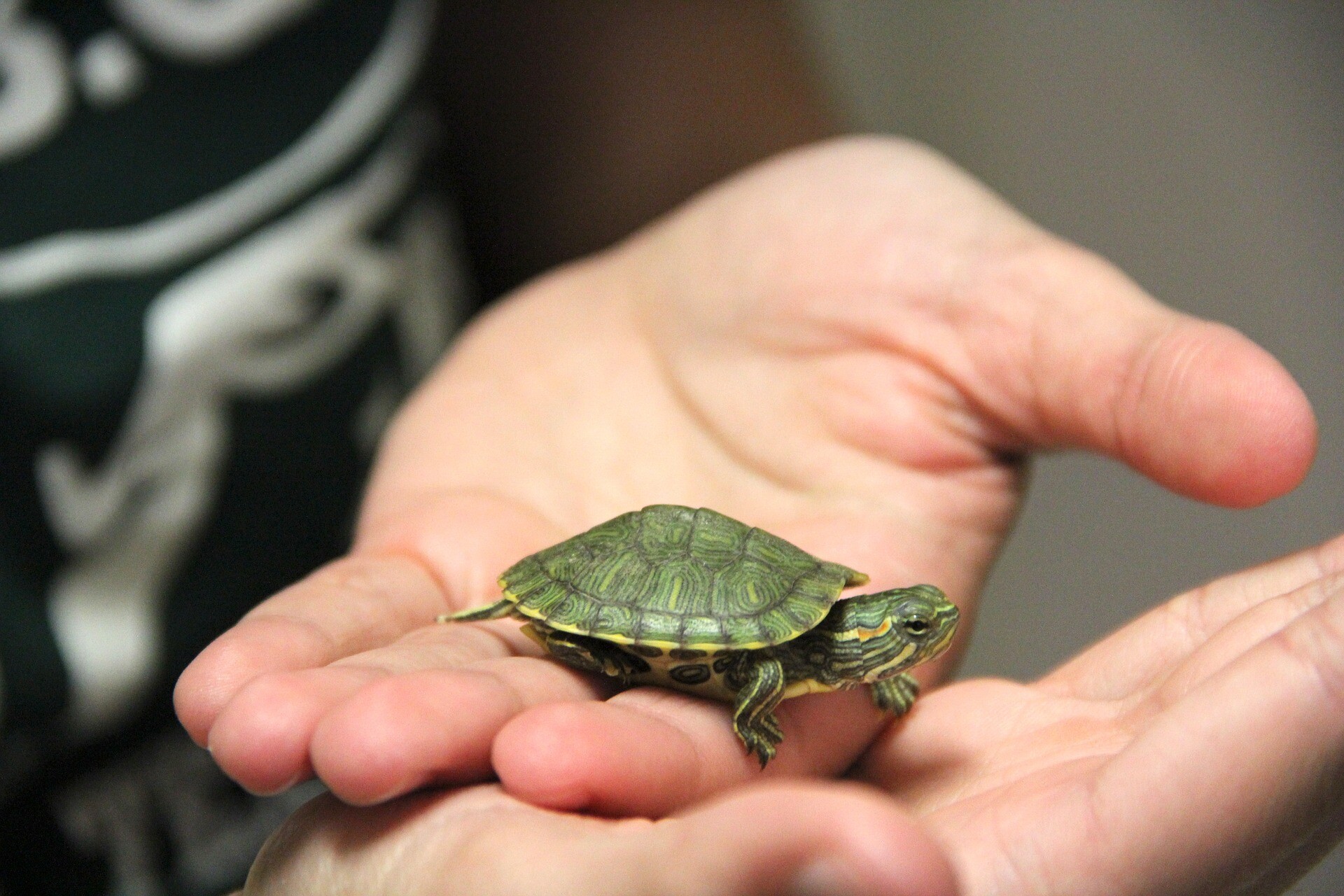 Little Turtles As Pets There's A Thriving Global Market In Turtles,