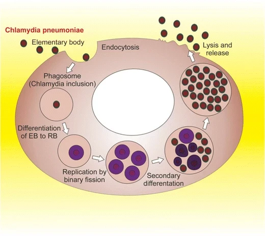 Chlamydia Bacteria Diagram