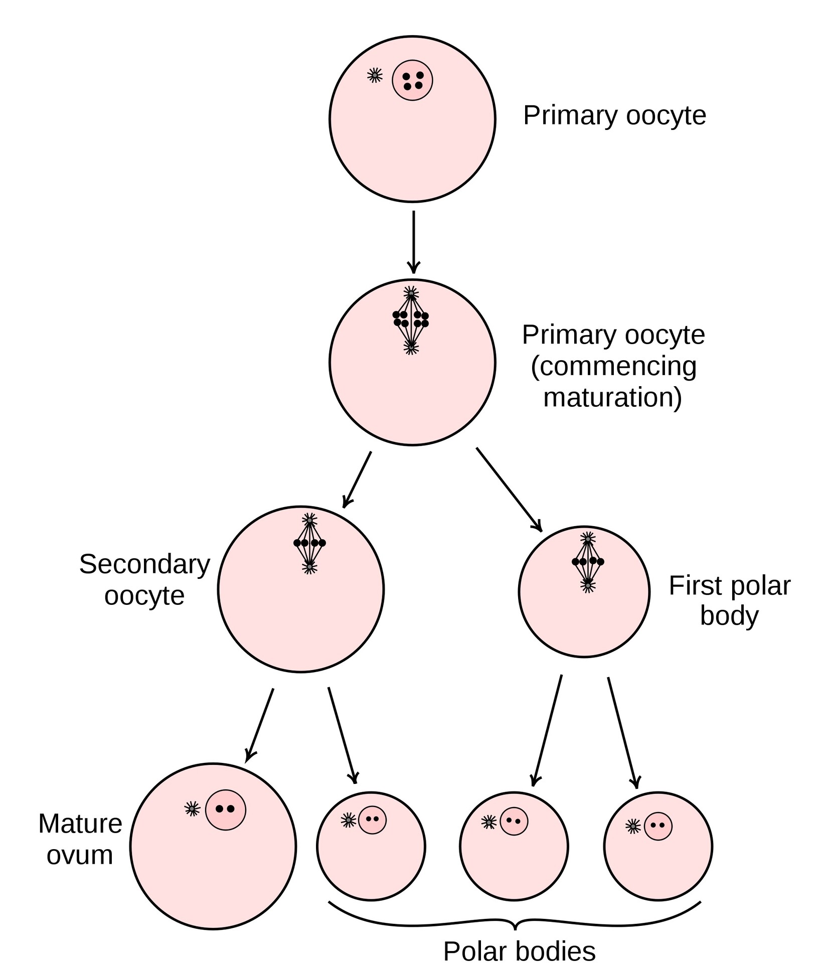 Gametogenesis In Females Is Called Oogenesis StoryMD Gametogenesis In Females Is Called Oogenesis StoryMD
