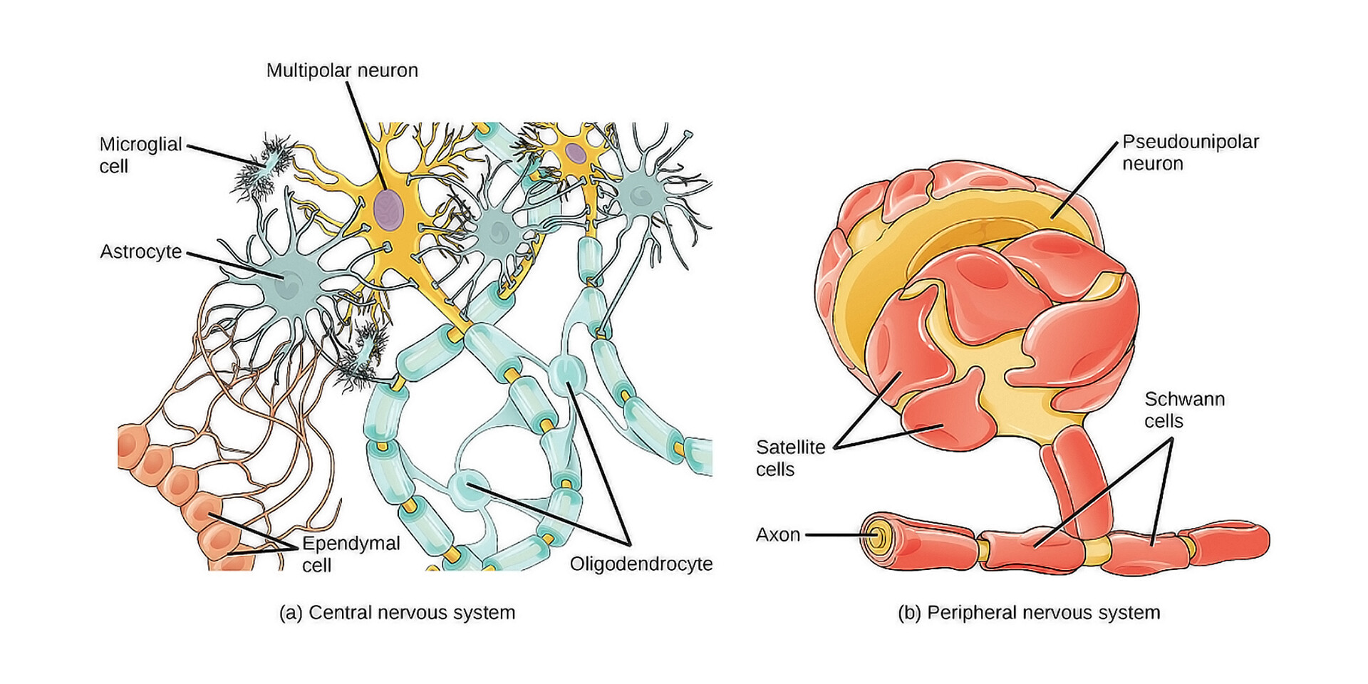 Connector Neuron