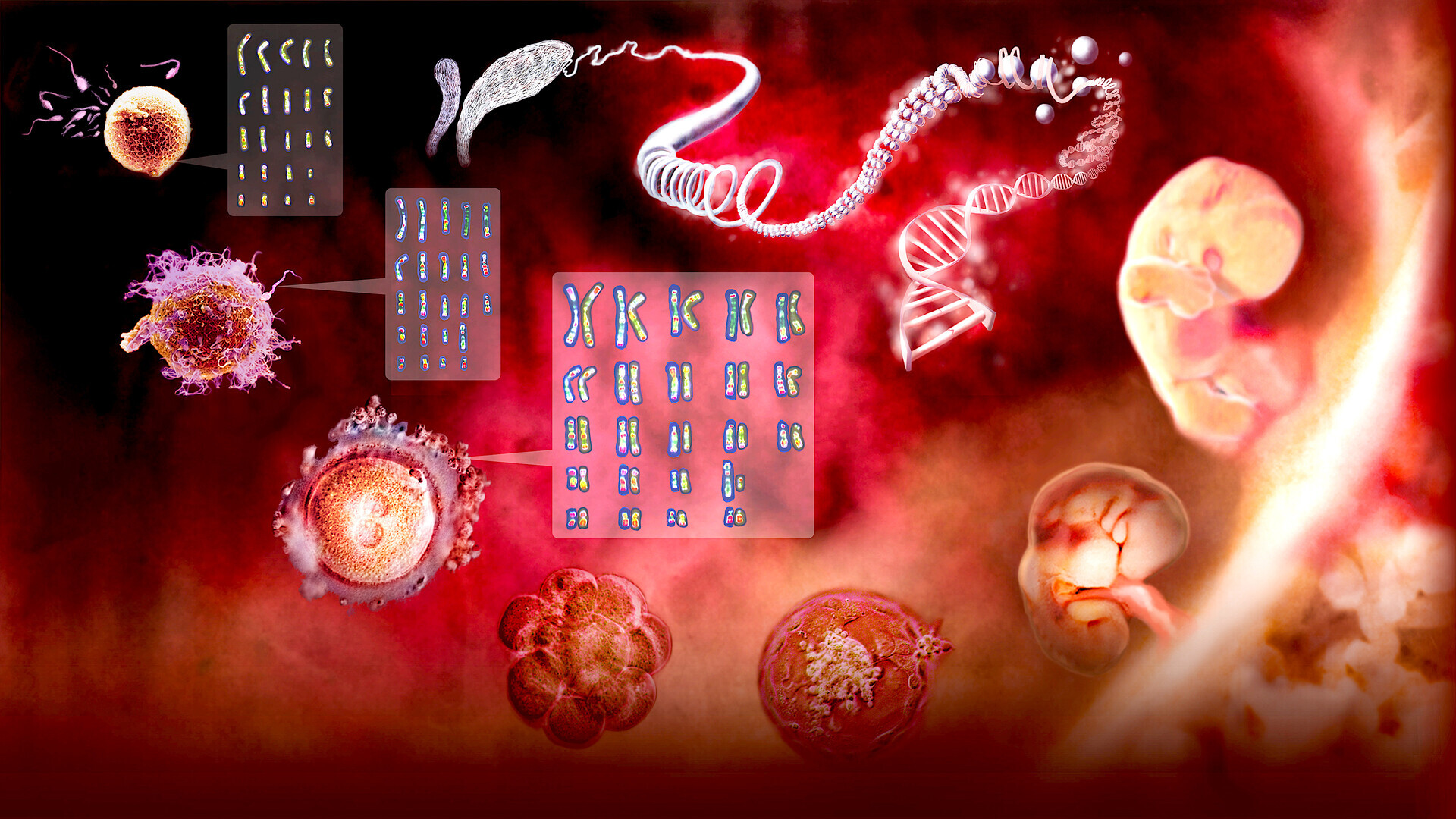 Genetic Disorders and Birth Defects - StoryMD