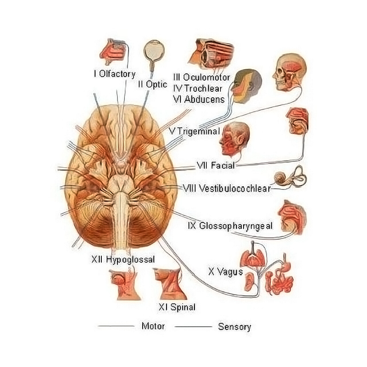 Vestibulocochlear Viii Cranial Nerves Cranial Nerves Anatomy Brain