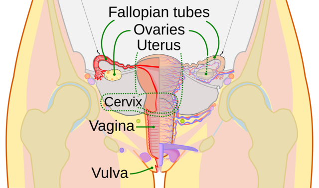 Beautiful Cervix Basic Reproductive Anatomy Female Reproductive System