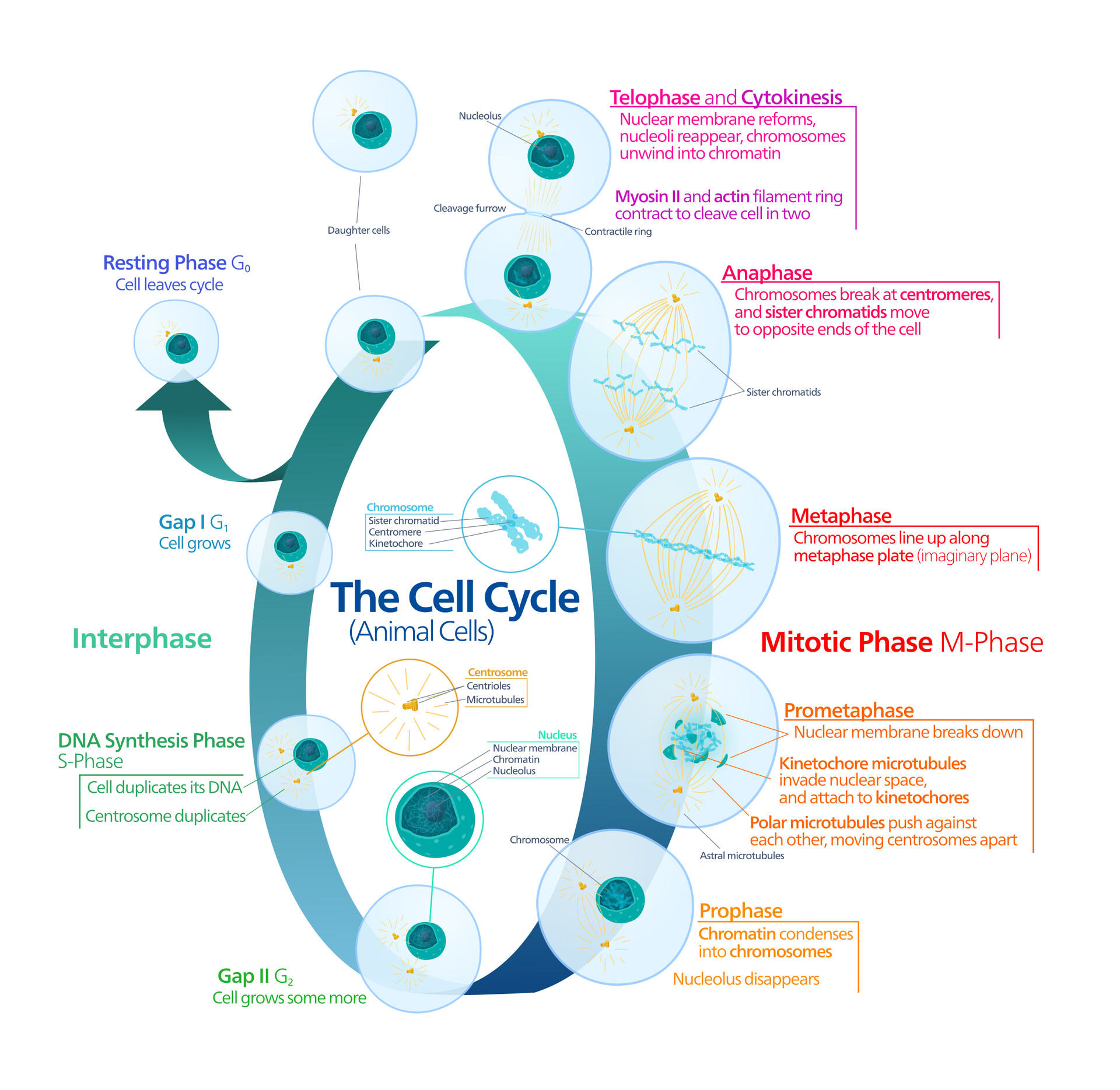 Chromatid In A Cell