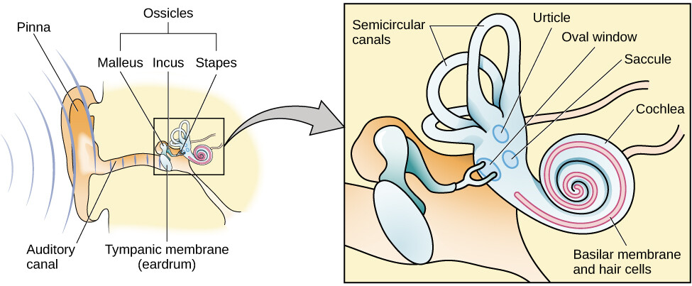 Basilar Membrane Diagram