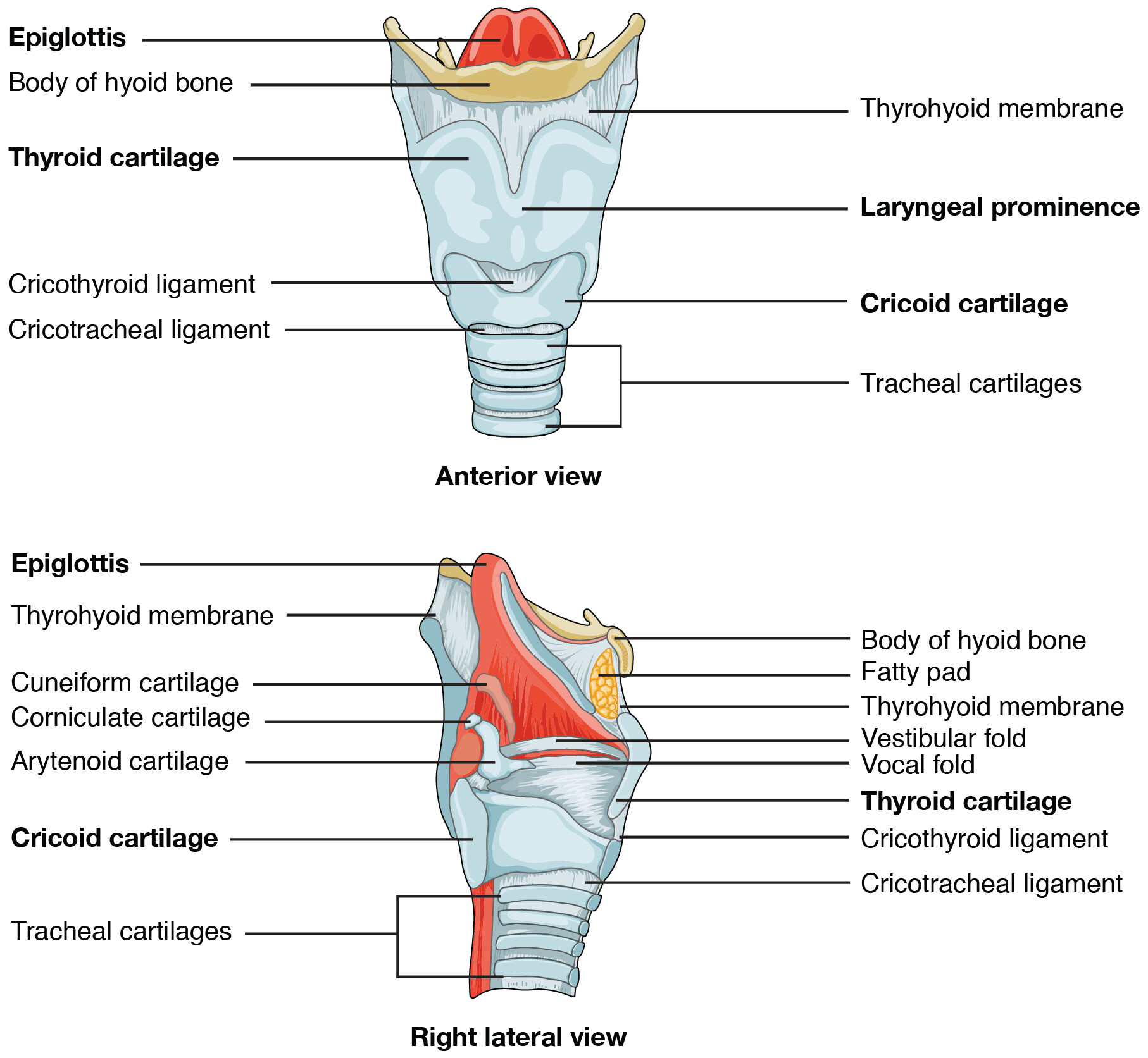 Trachealis Muscle