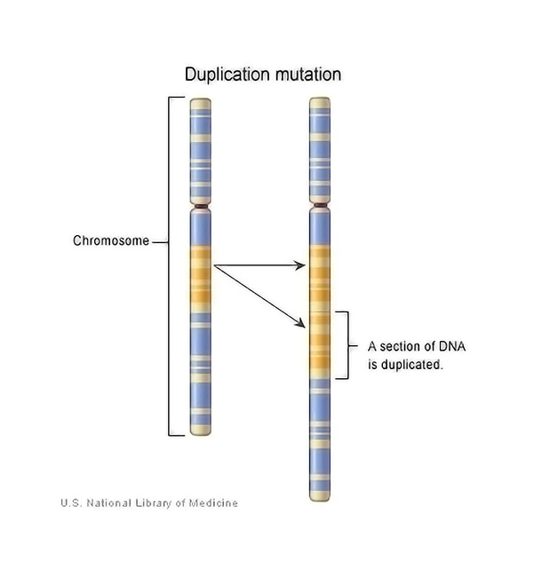 Duplication Karyotype