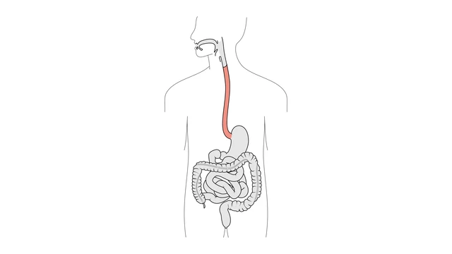 Esophagus Digestive System Drawing Pharynx Esophagus: Over 953