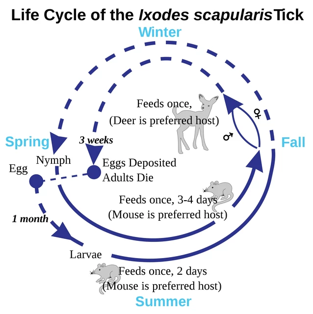 Ixodes Scapularis Life Cycle Connectivity Of Urban Parks Contributes