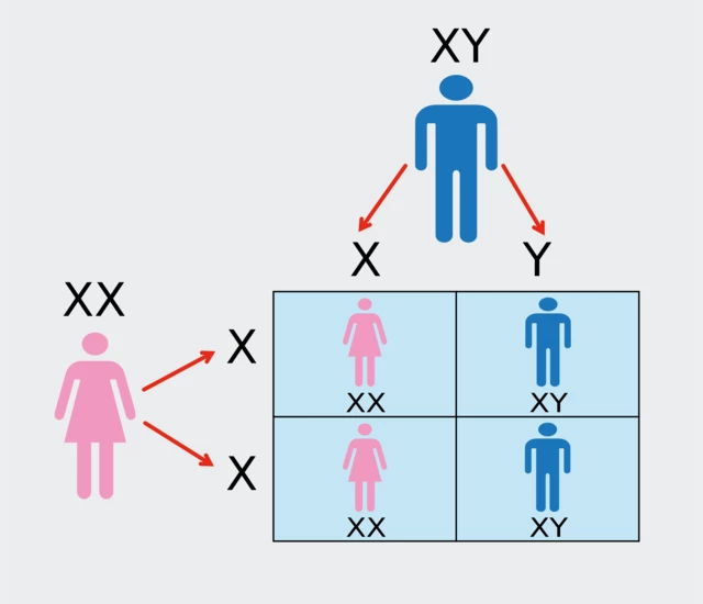 Human Y Chromosome Structure