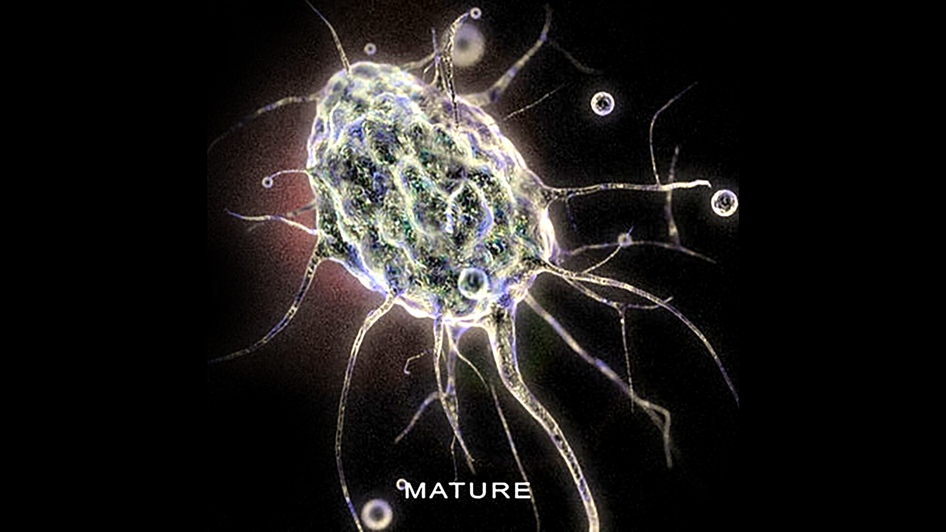 Nerve Tissue Seer Training Introduction To The Human Body StoryMD