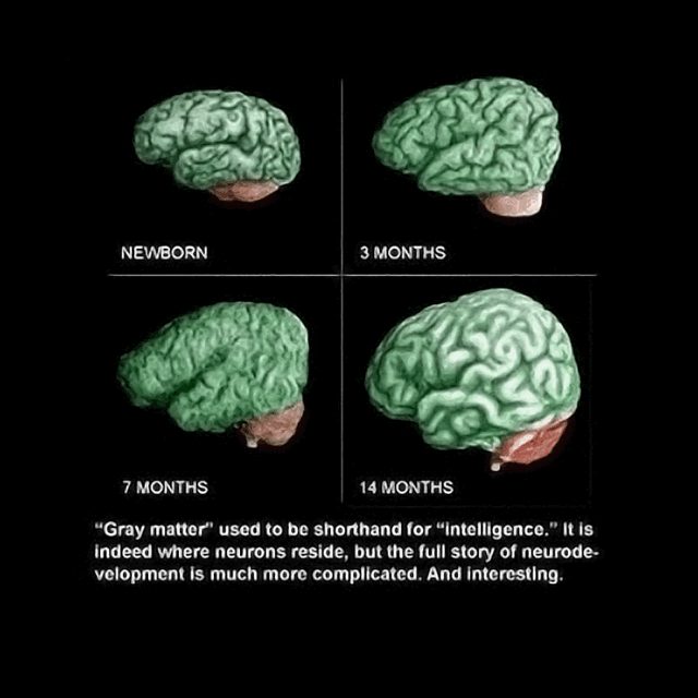 Nervous System And Brain Development Brain Development | Child
