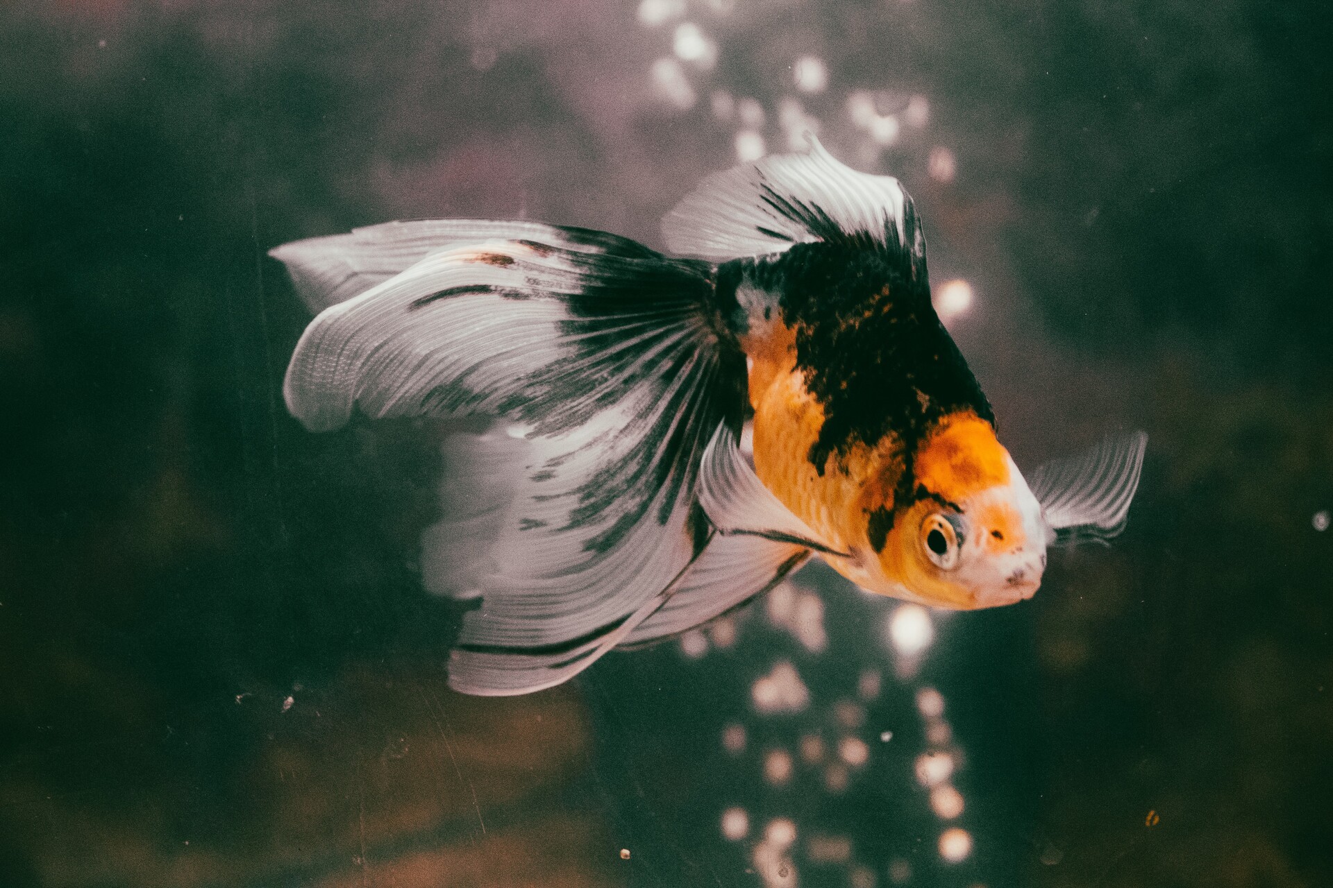 Why Peta Offered To Buy Every Betta Fish From Petco Peta