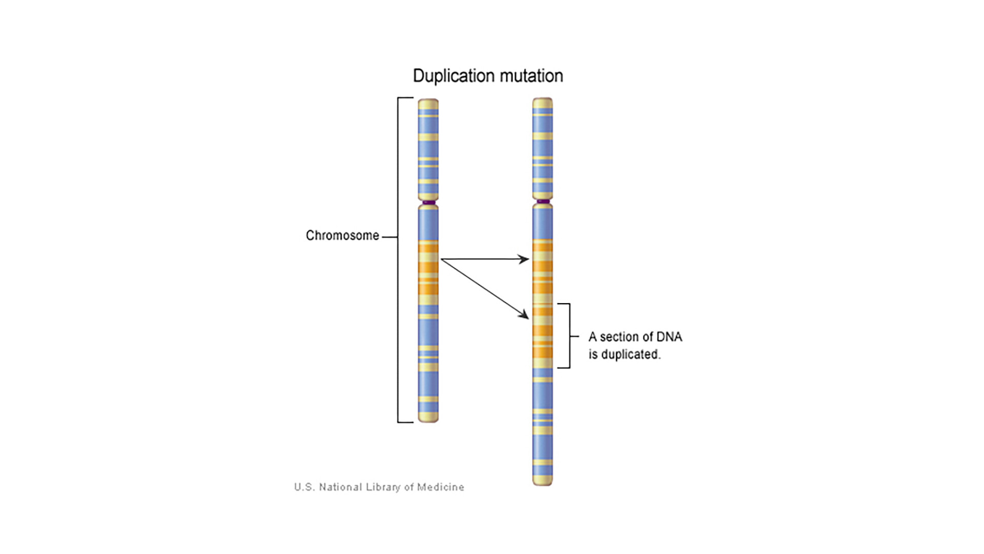 Duplication Mutation