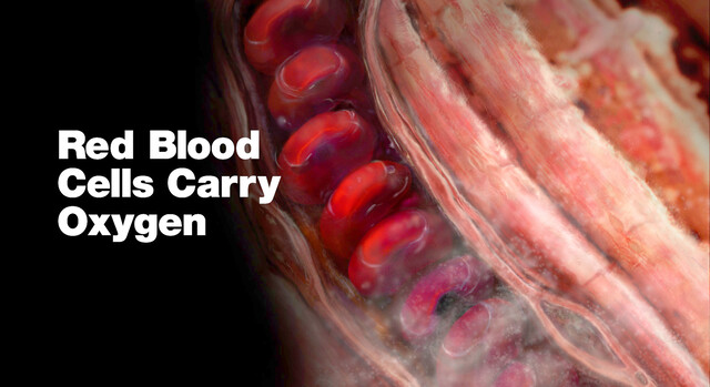 Human Red Blood Cells Survival