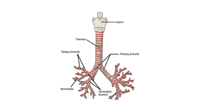Trachea Diagram Labeled Premium Vector | Human Lung Respiratory System