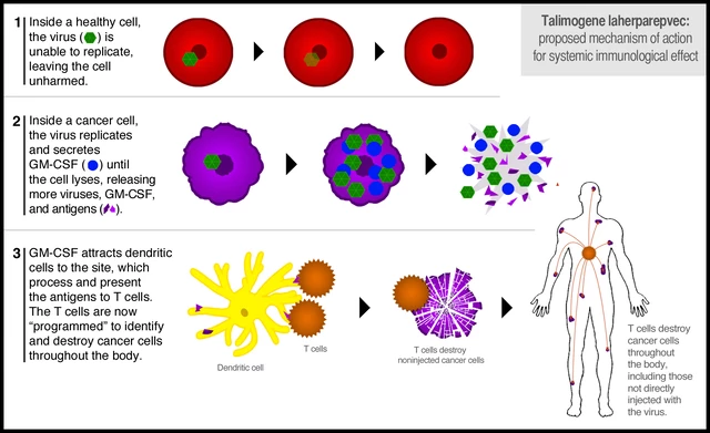 What Is Immunotherapy And Its Mechanisms Of Action Part 2