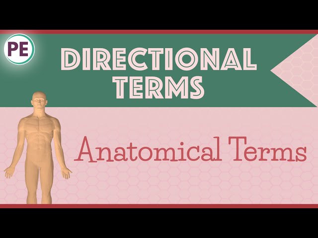 Human Anatomical Terms Worksheet