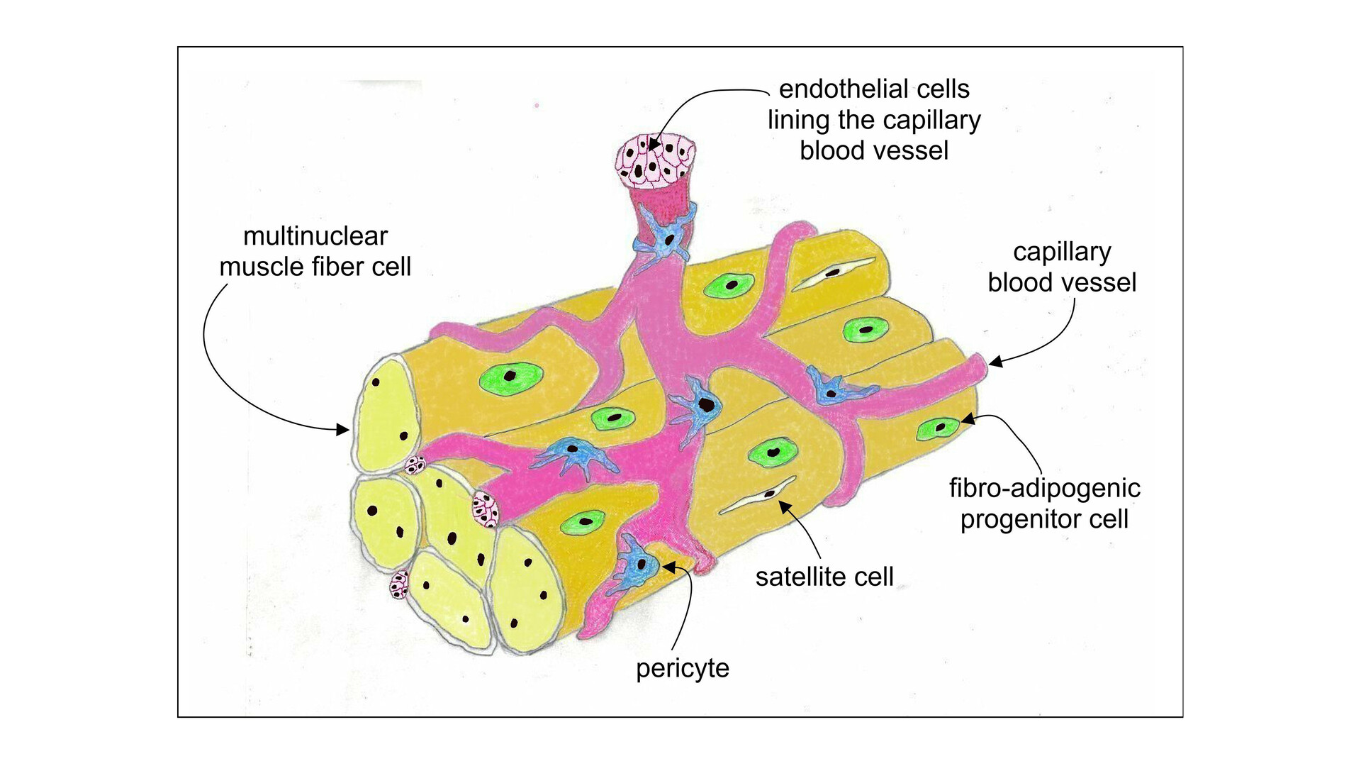 Muscle Cell Diagram Labeled