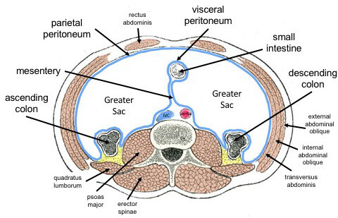 Parietal Peritoneum Location