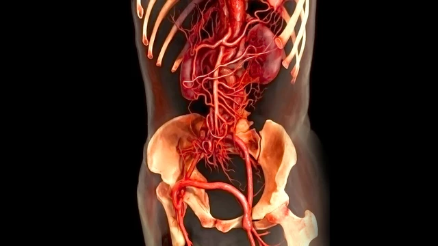 Celiac Artery Model Solved 11. Using The Illustration Below And Lab