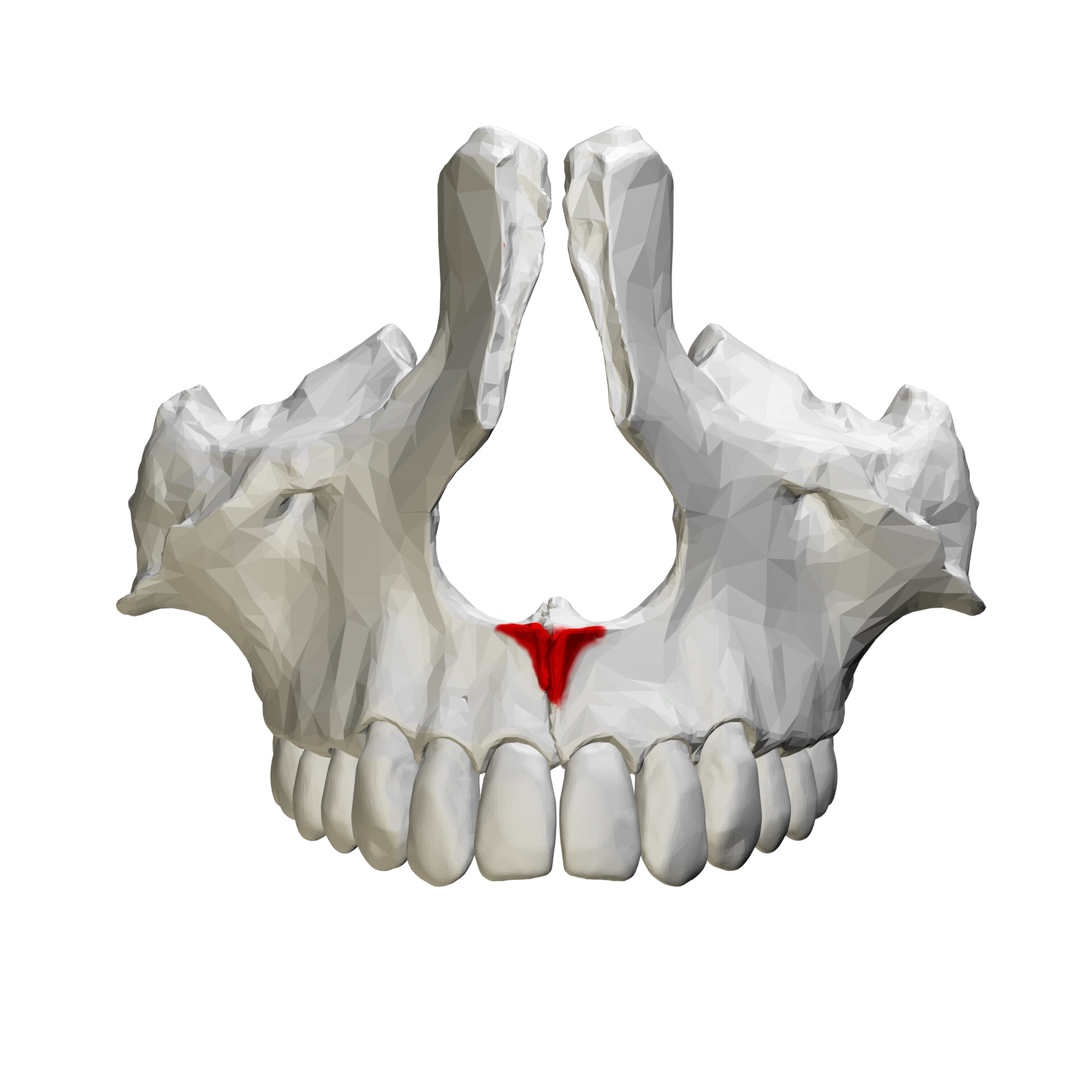 Nasal Spine Of The Maxilla Maxilla Wikipedia