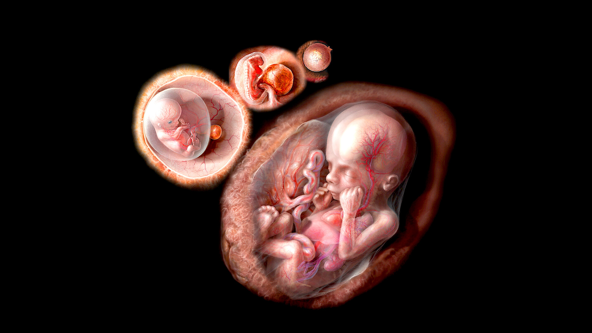 Embryonic and Fetal Development